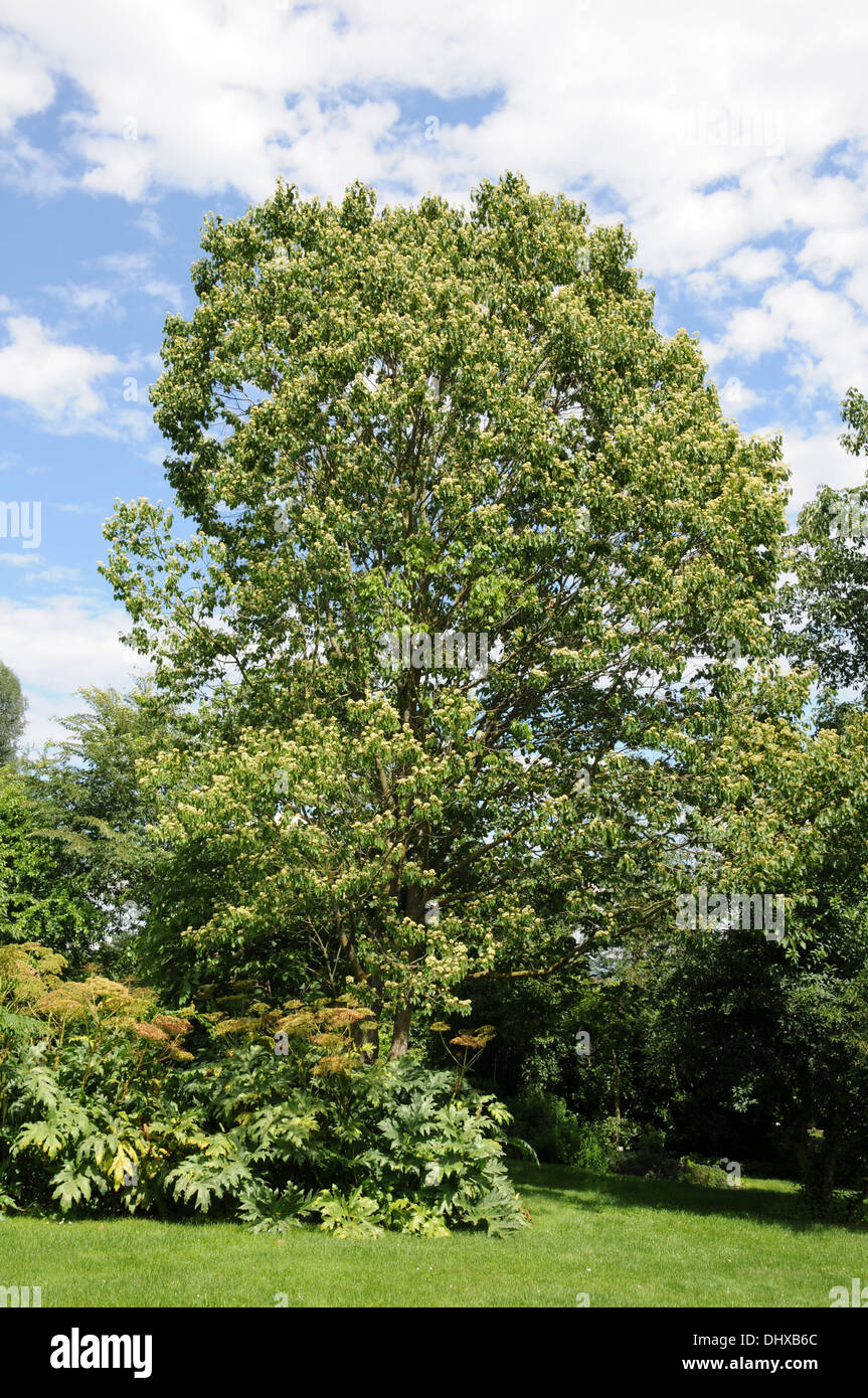Oriental raisin tree Stock Photo - Alamy