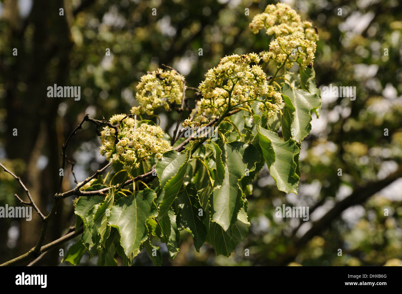 Raisin tree hi-res stock photography and images - Alamy