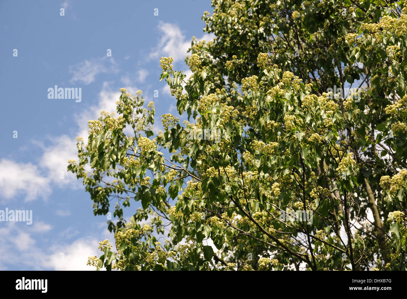 Raisin tree hi-res stock photography and images - Alamy