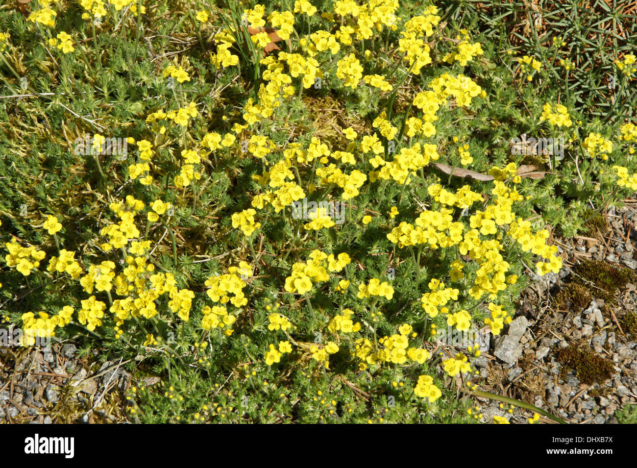 Hungerblümchen hi-res stock photography and images - Alamy