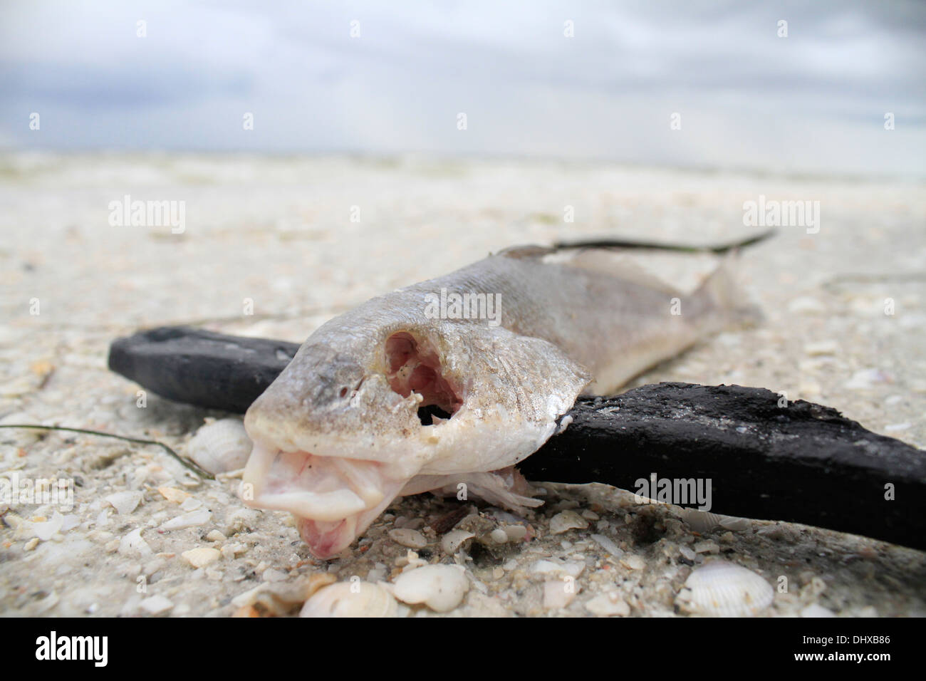 Stick fish hi-res stock photography and images - Alamy