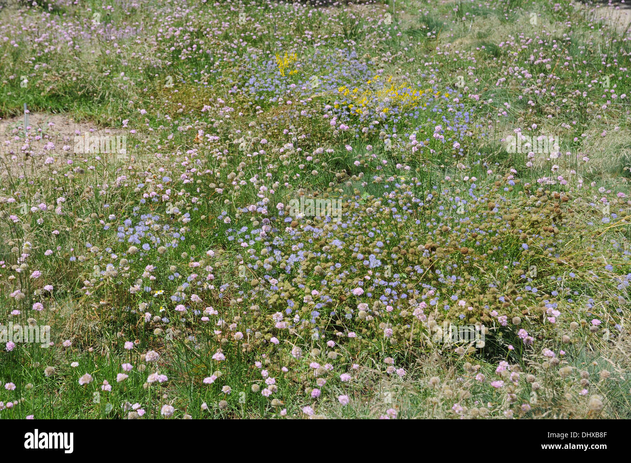 Sheeps bit hi-res stock photography and images - Alamy