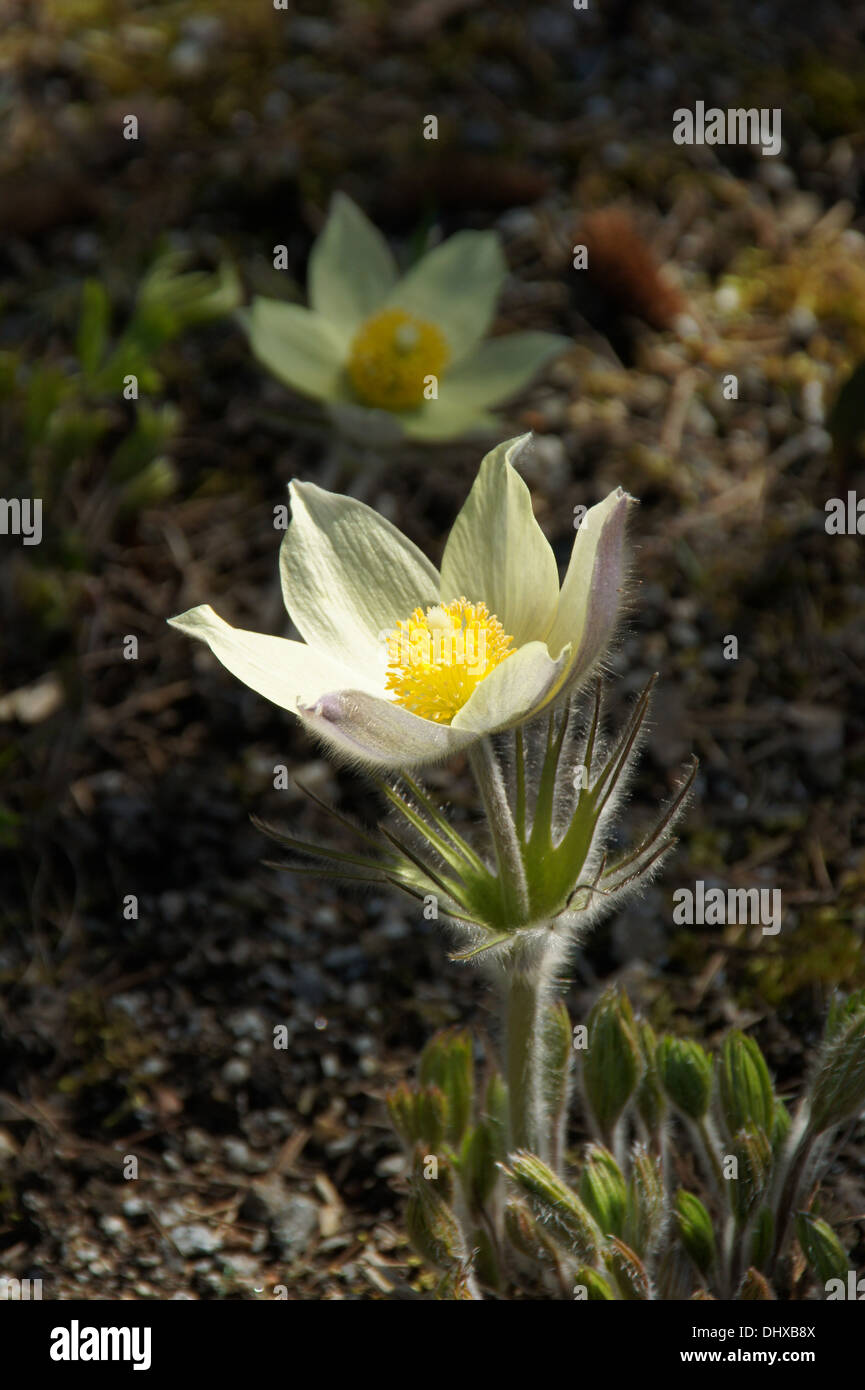 Arctic Pasque Flower