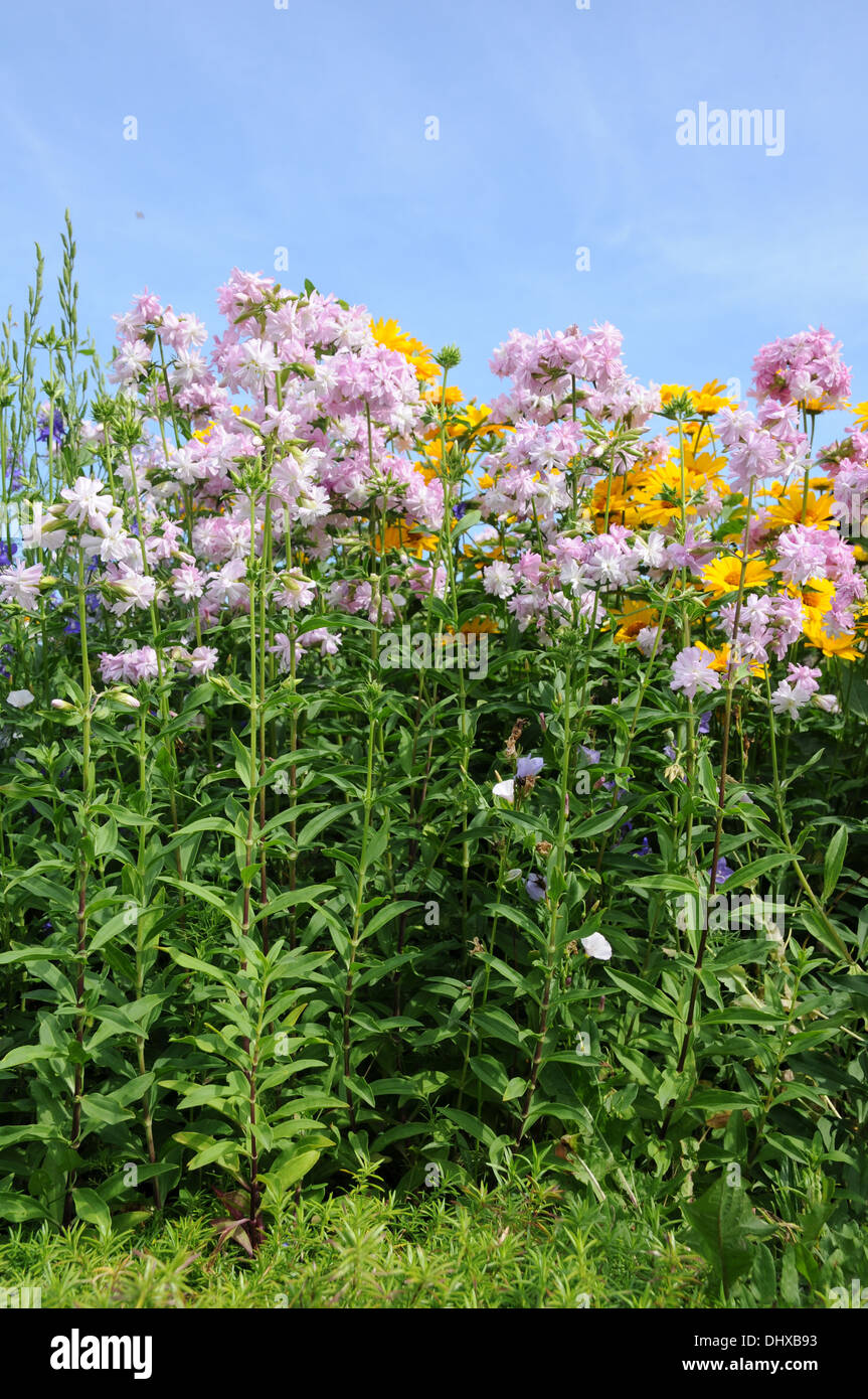 Soapworts hi-res stock photography and images - Alamy