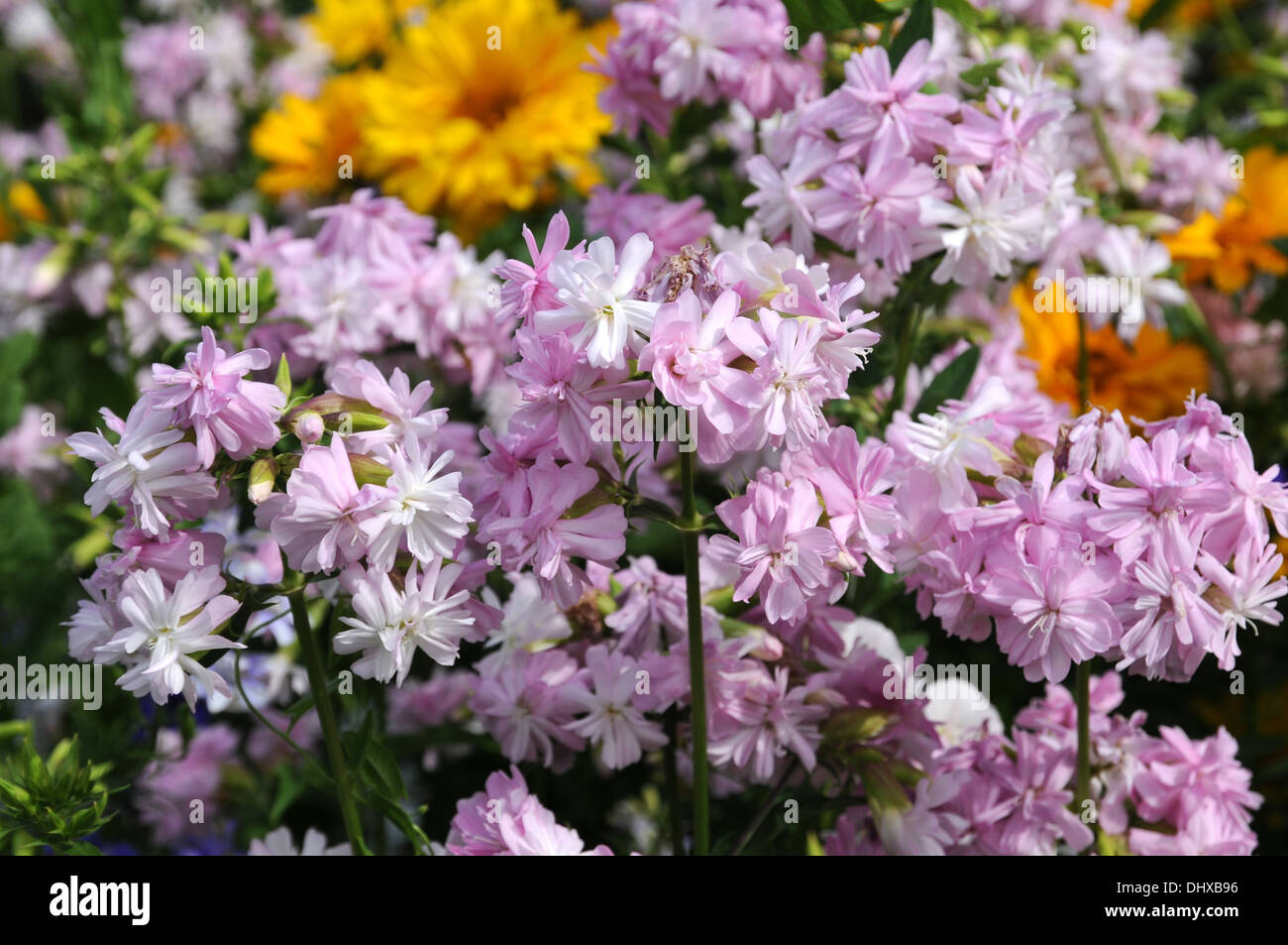 Soapworts hi-res stock photography and images - Alamy