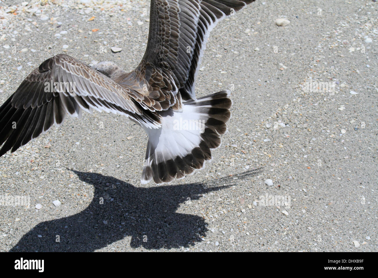 Flying taking off hi-res stock photography and images - Alamy