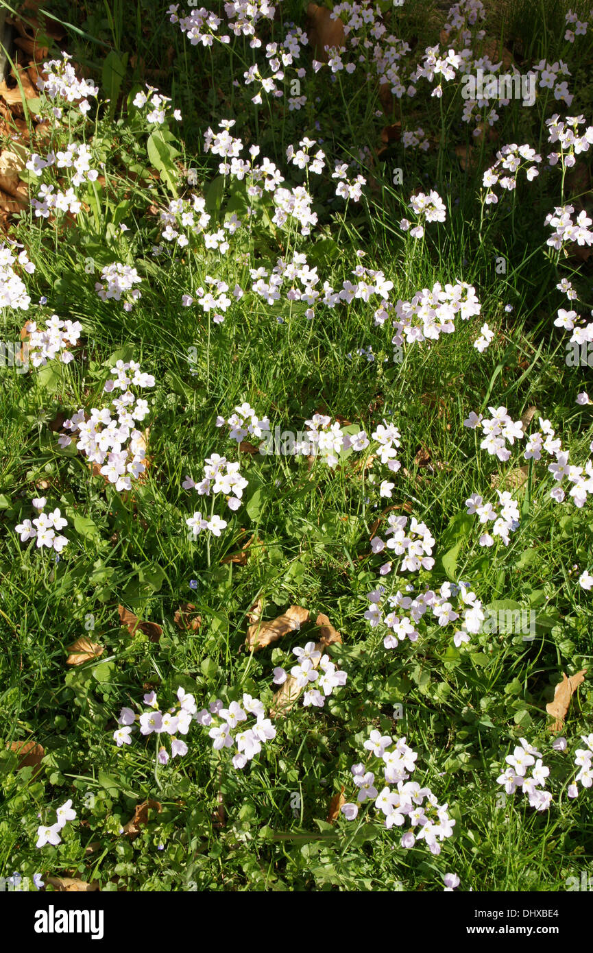 Meadow ladies smock hi-res stock photography and images - Alamy