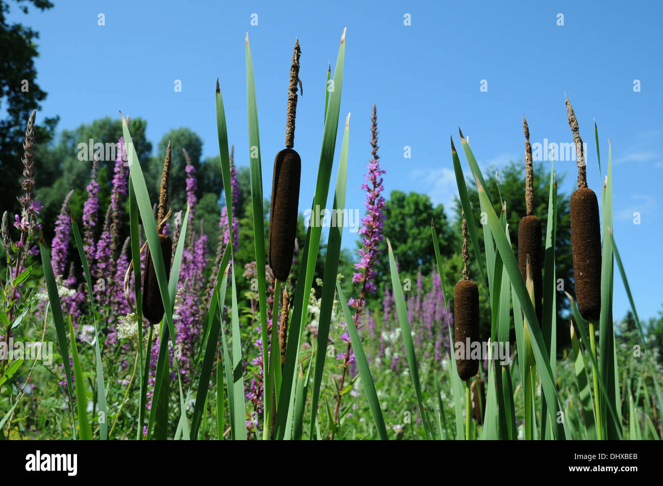 Bullrush hi-res stock photography and images - Alamy