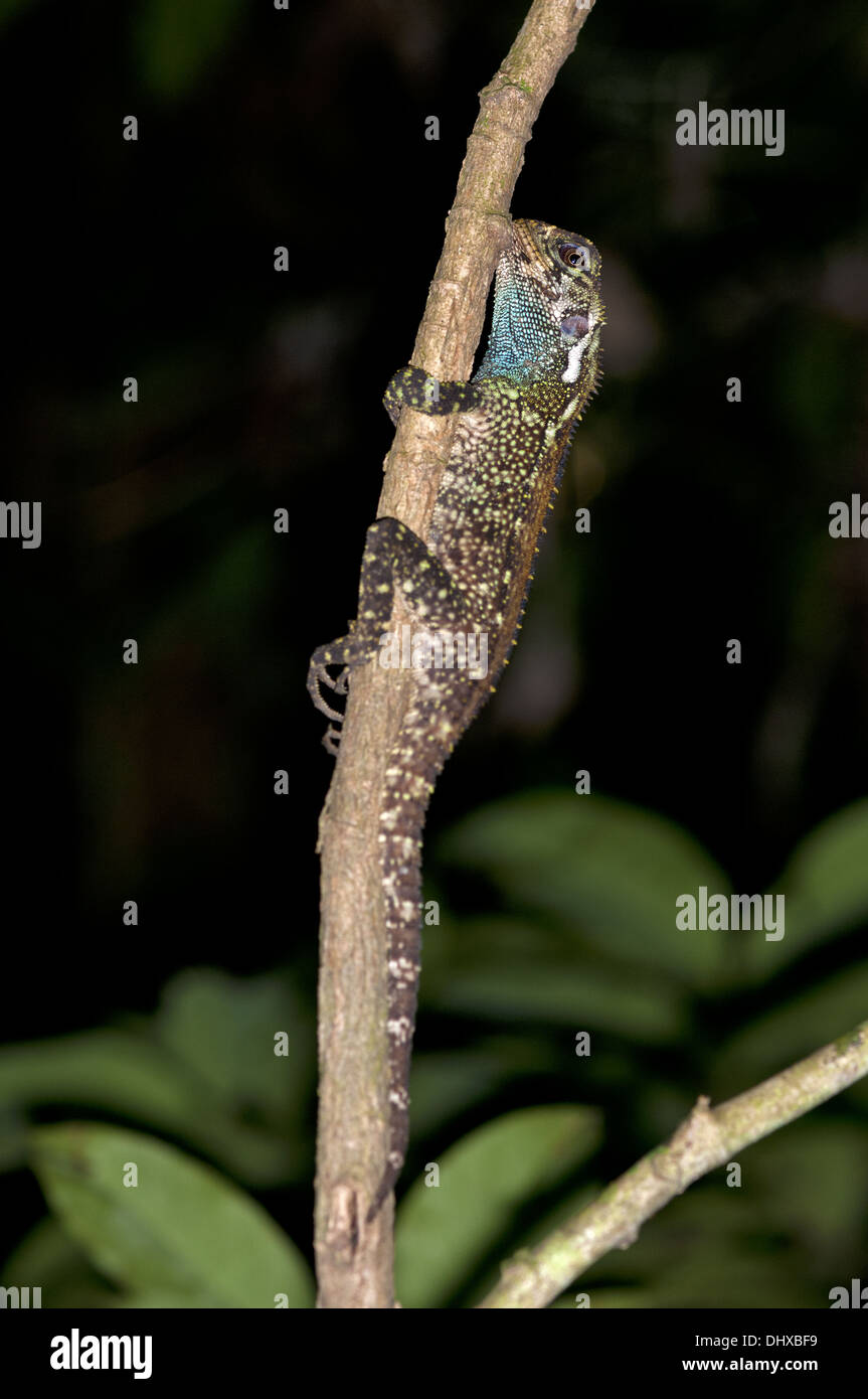 Blue lipped lizard hi-res stock photography and images - Alamy