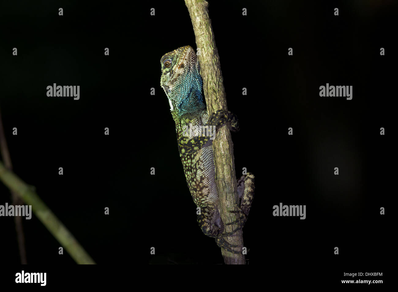 Blue-lipped Tree Lizard Stock Photo - Alamy