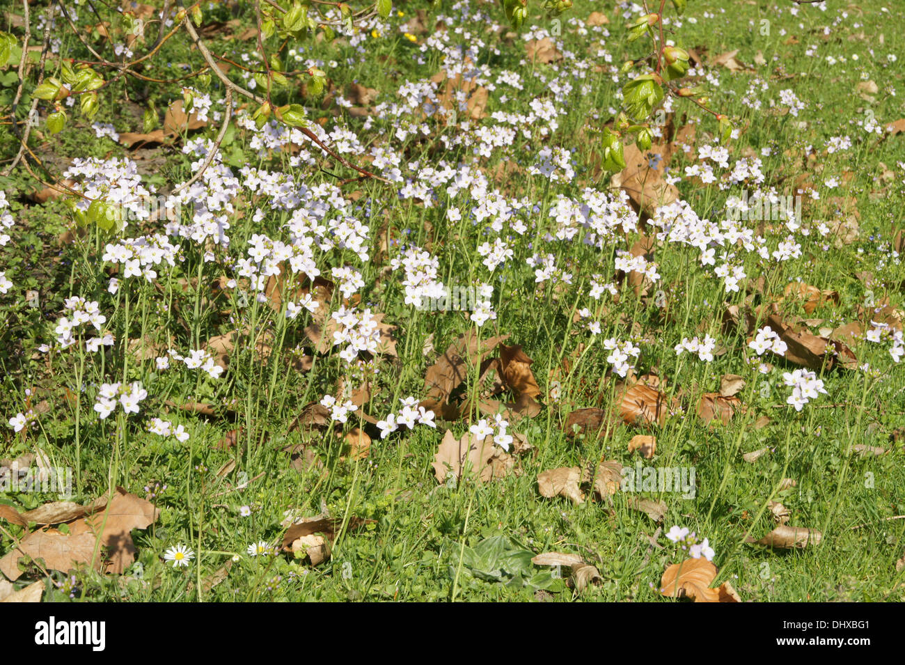 Meadow ladies smock hi-res stock photography and images - Alamy