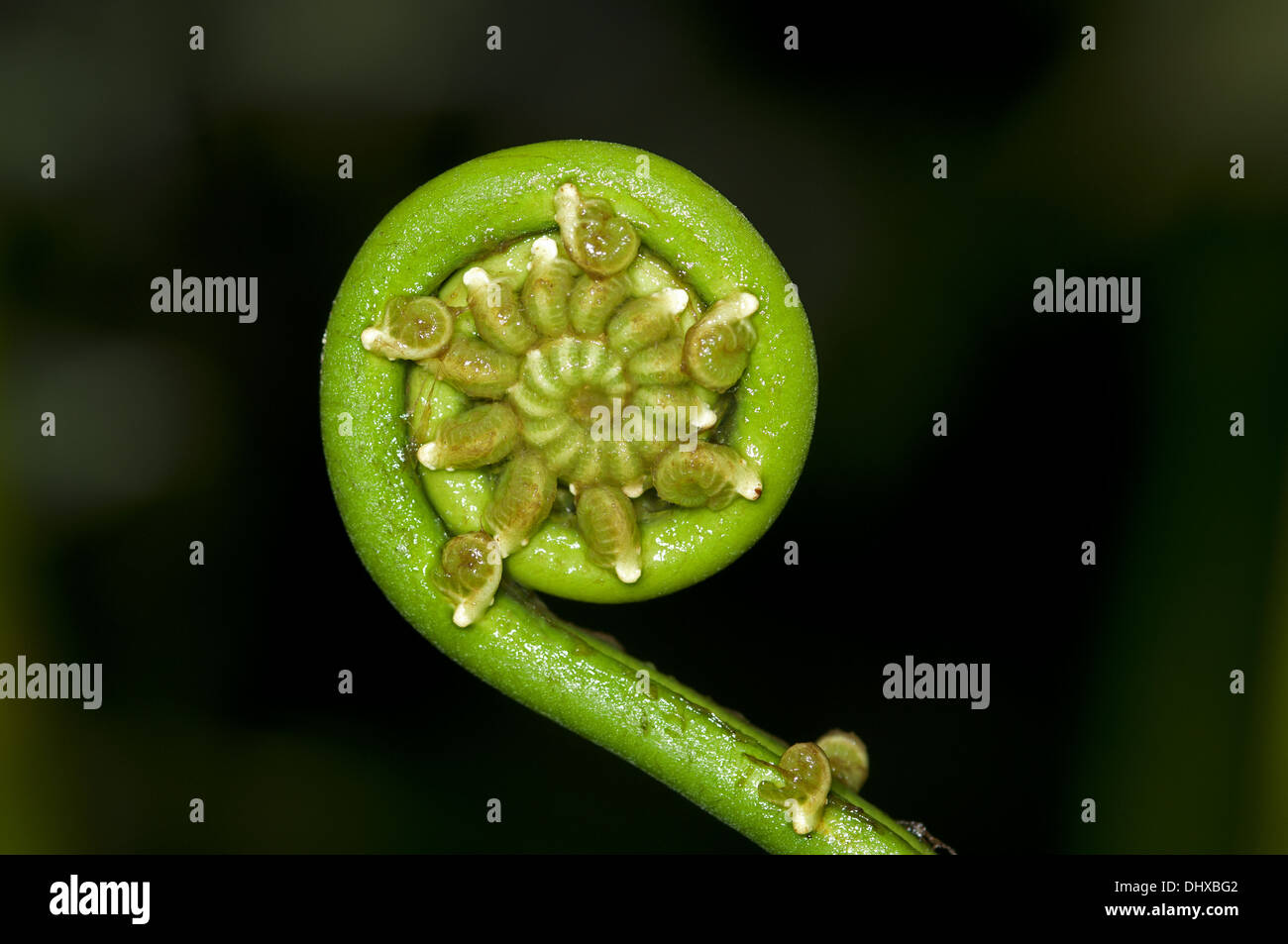 Fiddlehead ferns hi-res stock photography and images - Alamy
