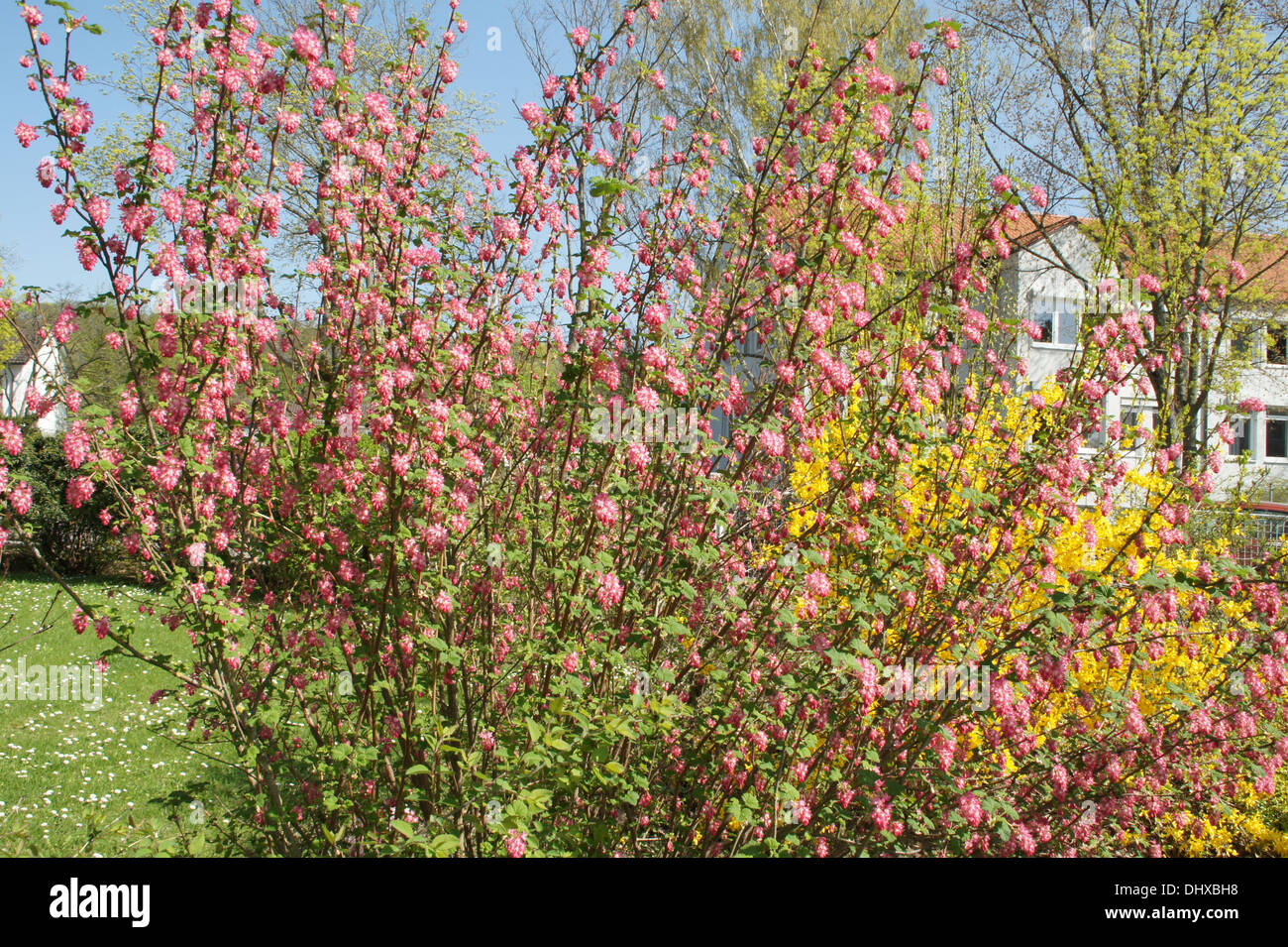 Current shrubs hi-res stock photography and images - Alamy