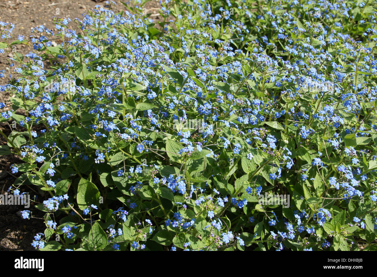 Siberian bugloss hi-res stock photography and images - Alamy