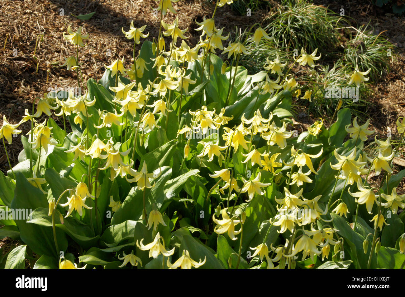 Dogtooth violet hi-res stock photography and images - Alamy