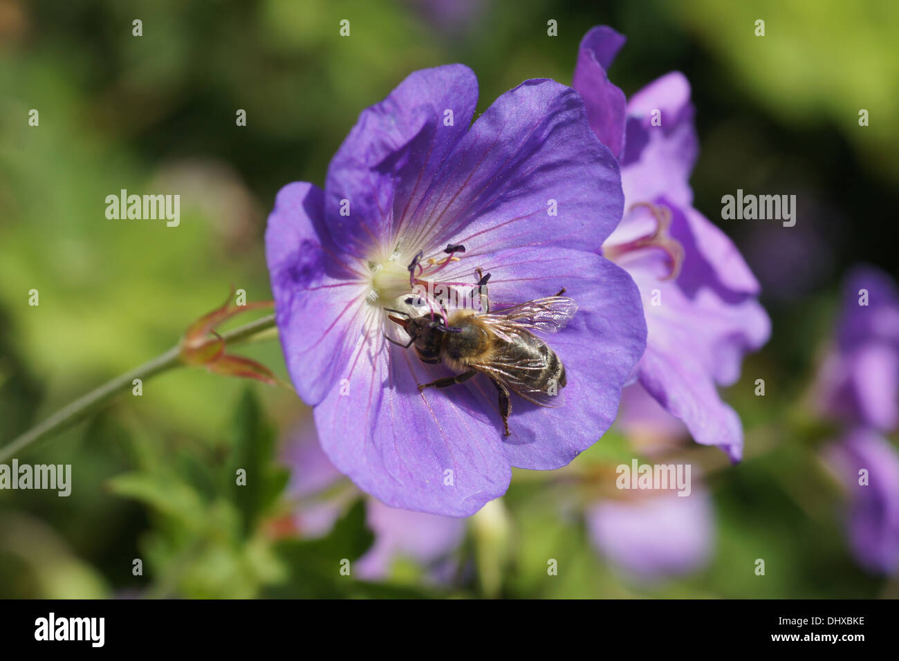 Himalayan insects hi-res stock photography and images - Alamy