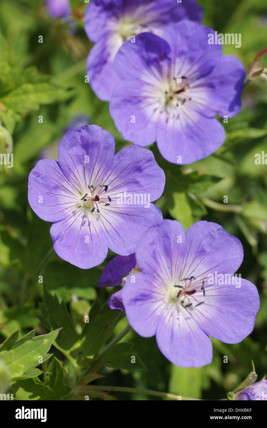 Himalayan cranesbills hi-res stock photography and images - Alamy