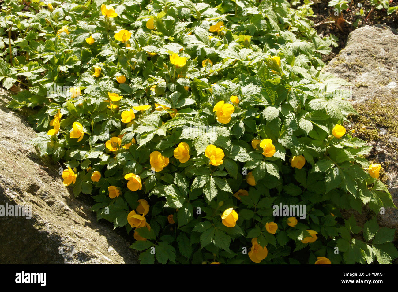 Poopy plant hi-res stock photography and images - Alamy
