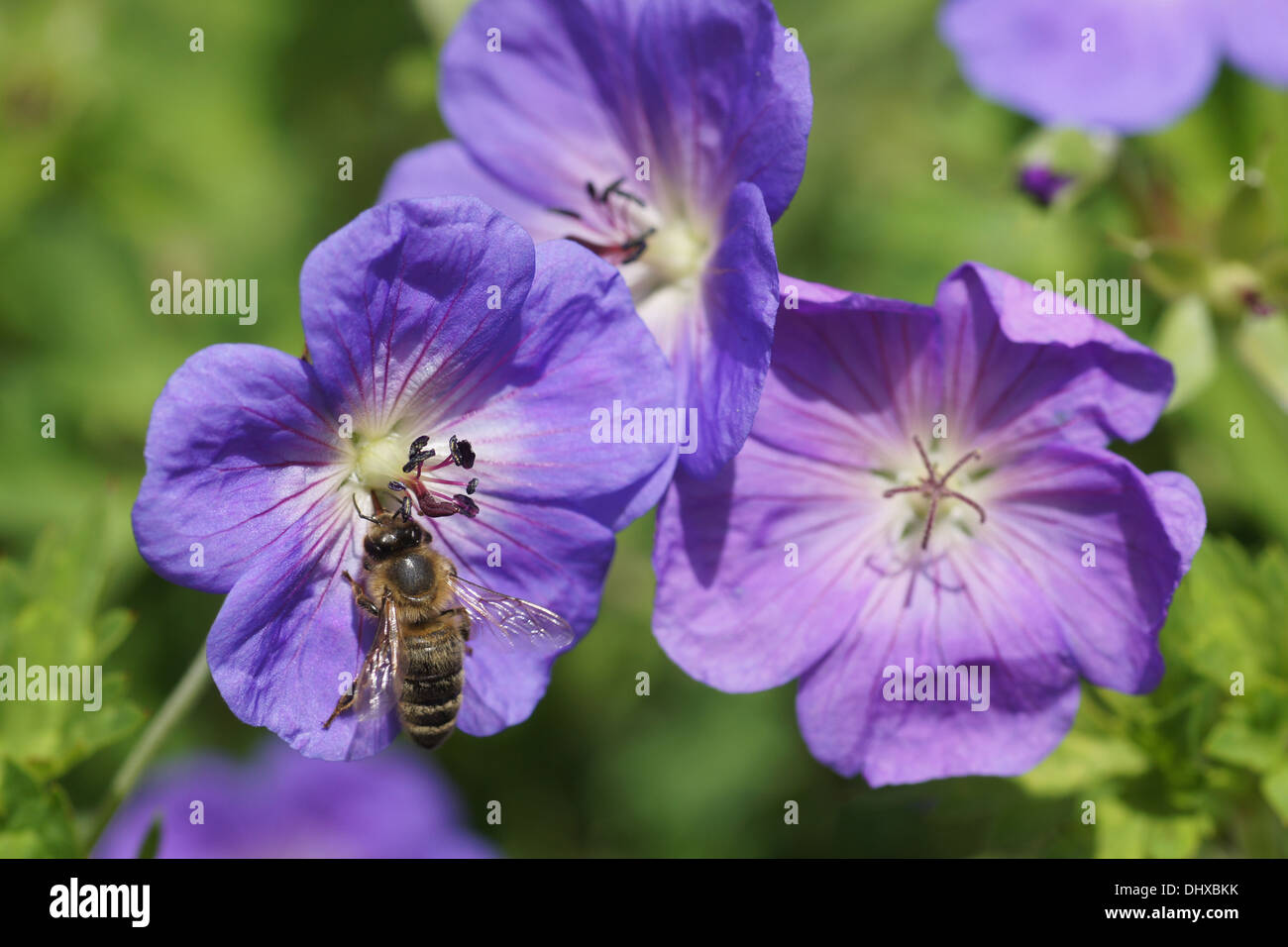 Himalayan insects hi-res stock photography and images - Alamy