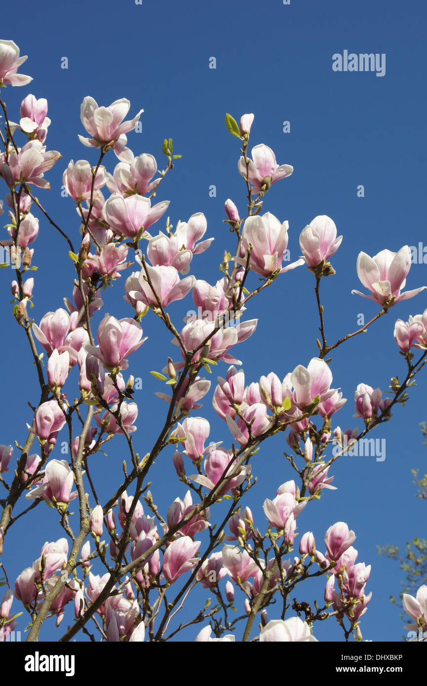 Magnolien strauch hi-res stock photography and images - Alamy