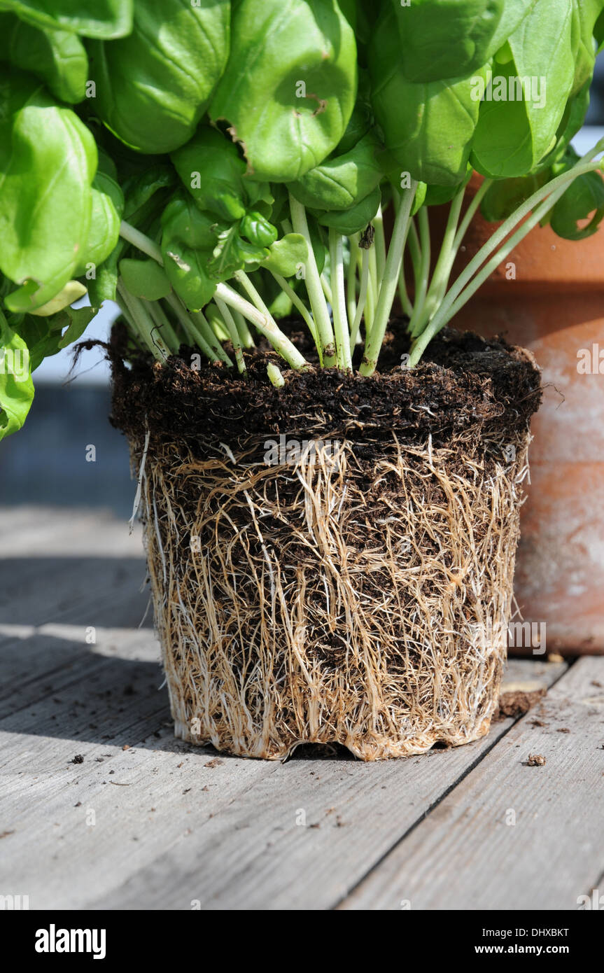 Basil plant root hi-res stock photography and images - Alamy