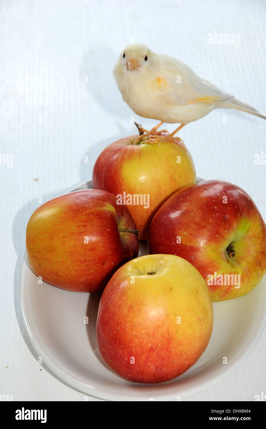 Apples for animals hi-res stock photography and images - Alamy