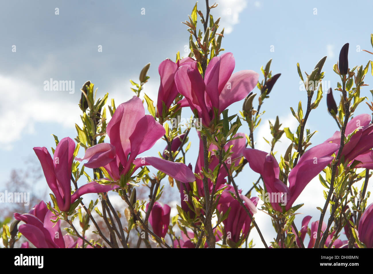 Magnolien strauch hi-res stock photography and images - Alamy