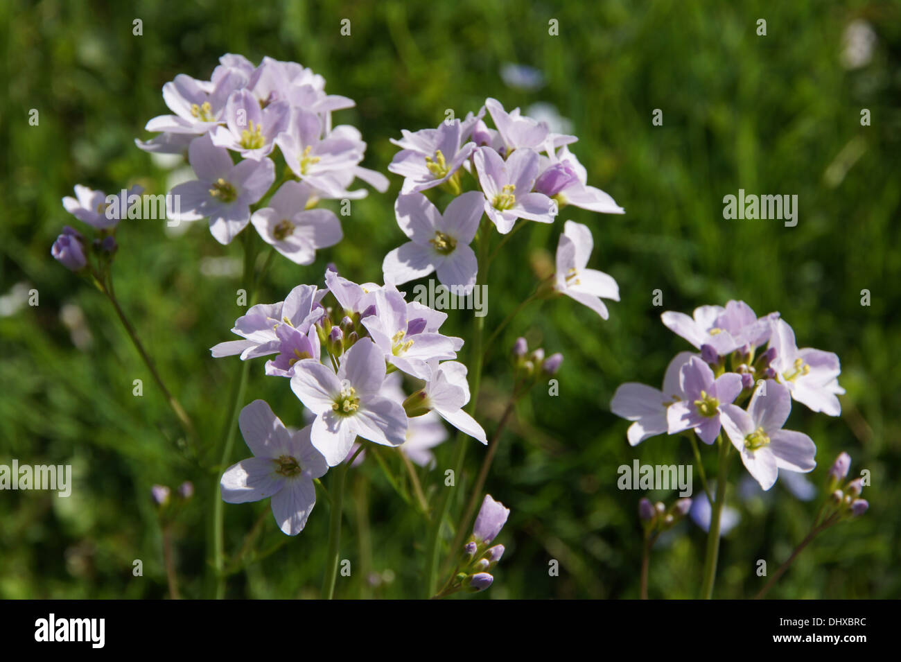 Meadow ladies smock hi-res stock photography and images - Alamy