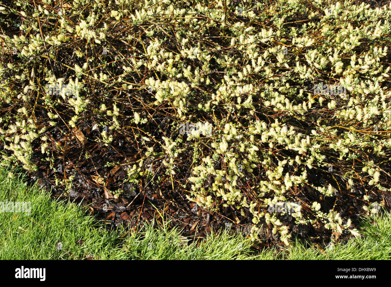 Creeping willows hi-res stock photography and images - Alamy