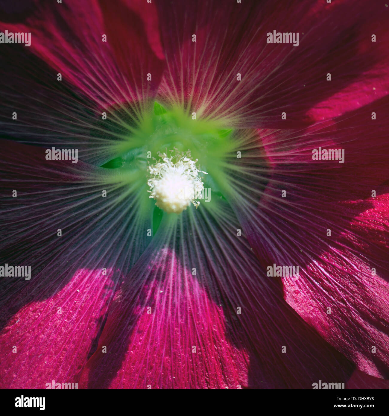 Garden stock rose hi-res stock photography and images - Alamy