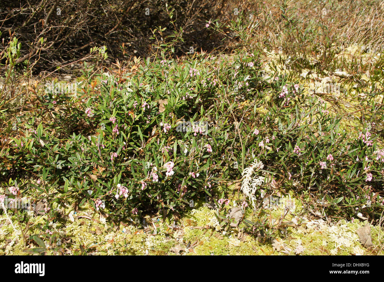 Bog rosemary hi-res stock photography and images - Alamy