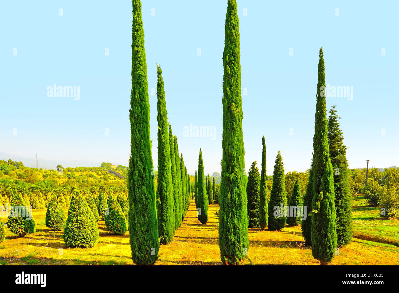 Garden with cypress and olive trees hi-res stock photography and images ...