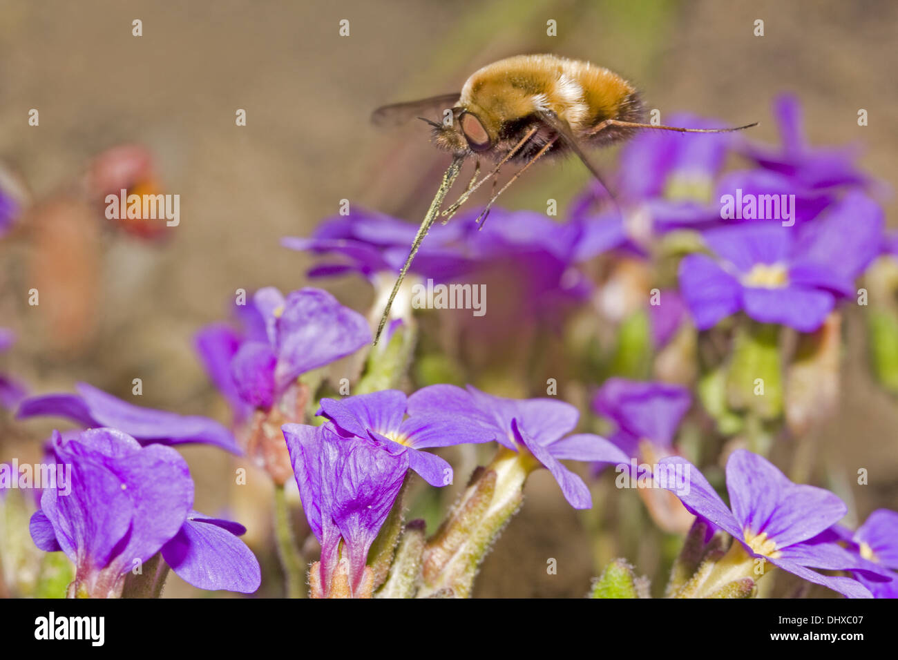 large bee fly Stock Photo - Alamy