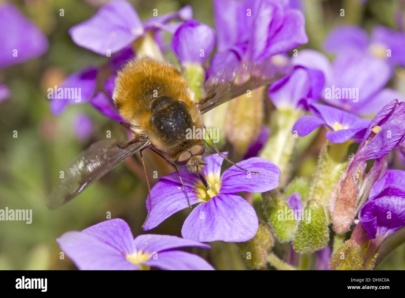 large bee fly Stock Photo - Alamy