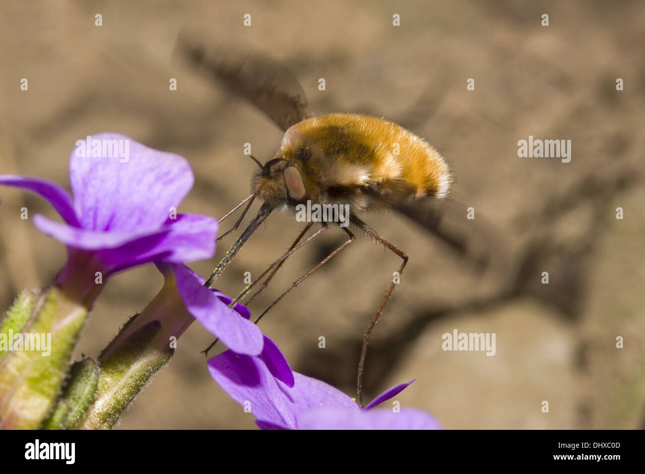 large bee fly Stock Photo - Alamy