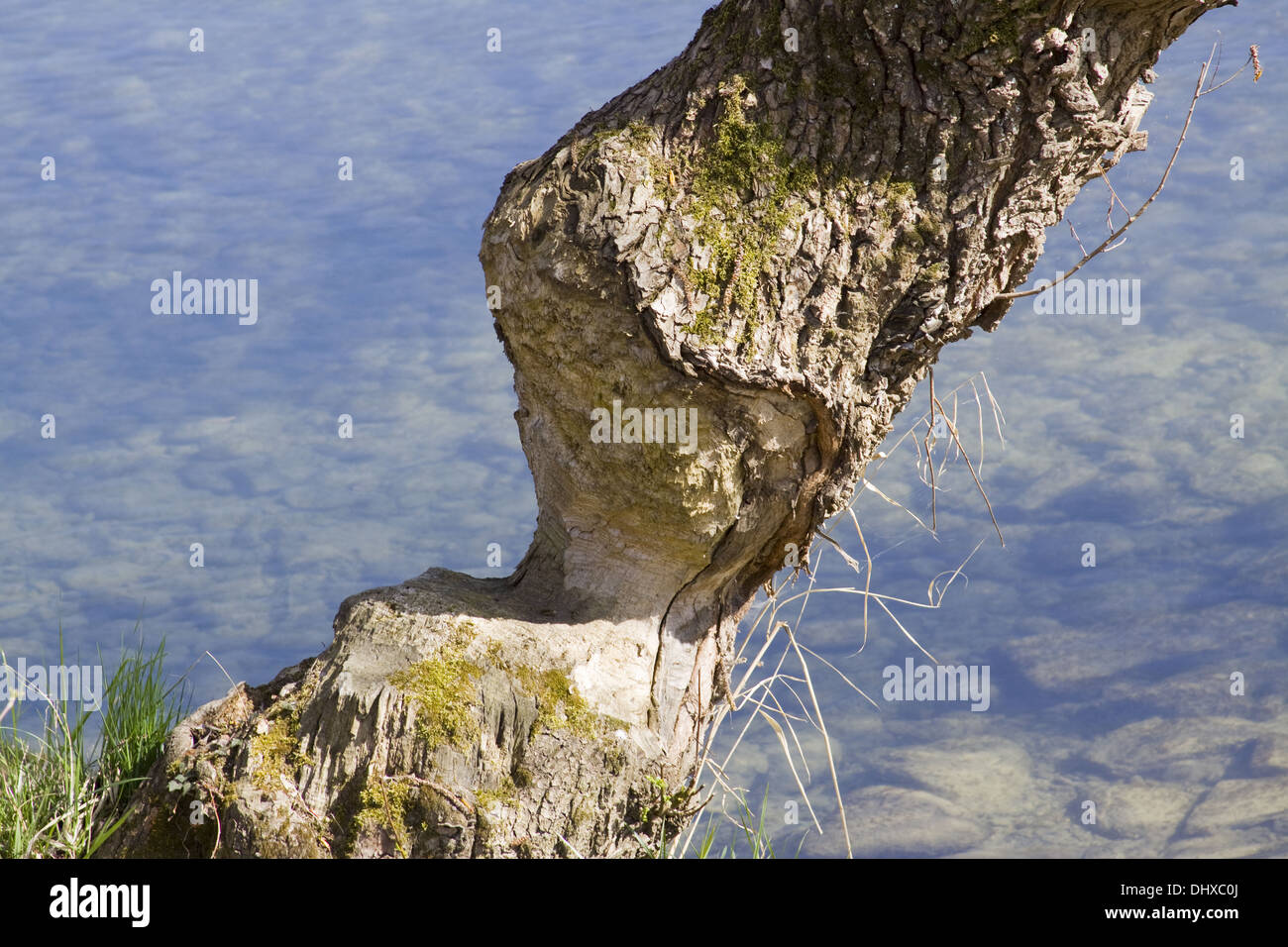 Castor fiber cut down trees Stock Photo - Alamy