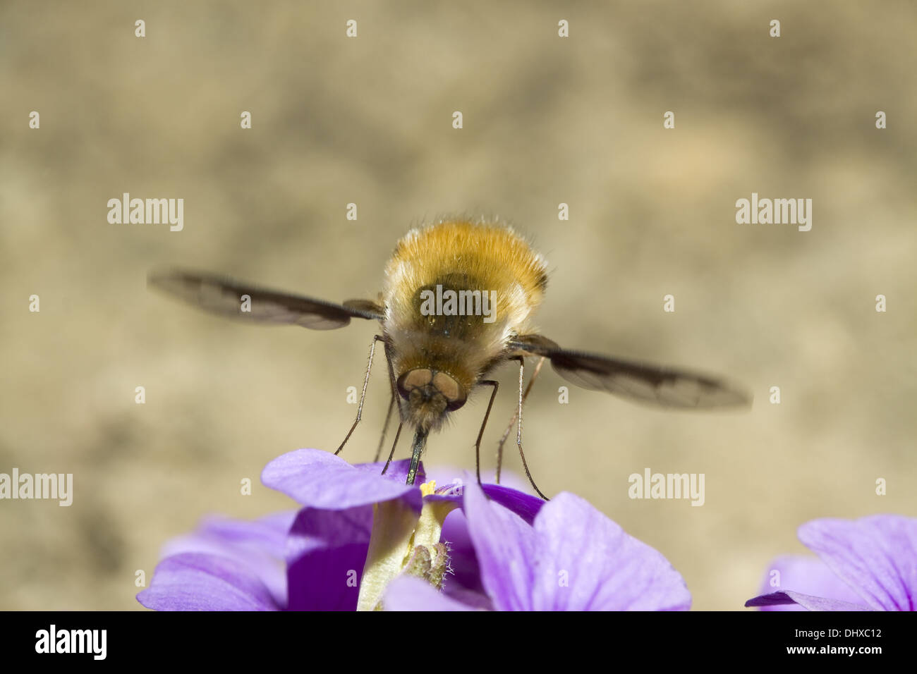 large bee fly Stock Photo - Alamy