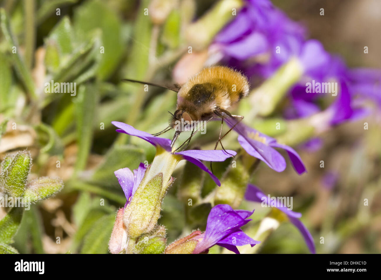 large bee fly Stock Photo - Alamy