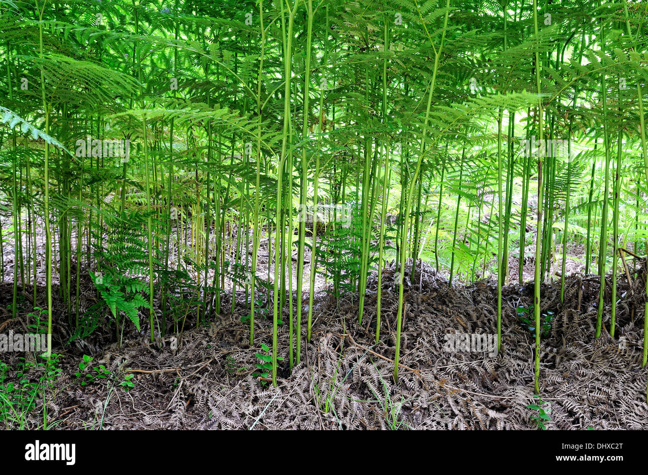 Dead fern fronds hi-res stock photography and images - Alamy
