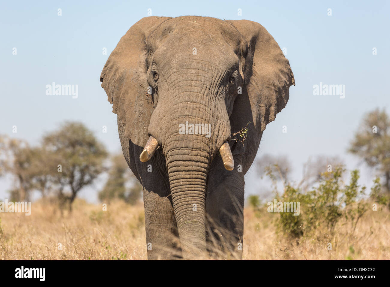 African bull elephant hi-res stock photography and images - Alamy