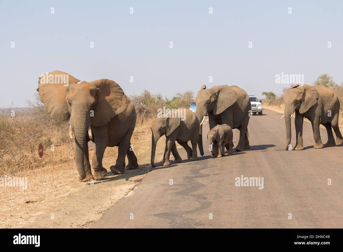 Matriarch elephant hi-res stock photography and images - Alamy