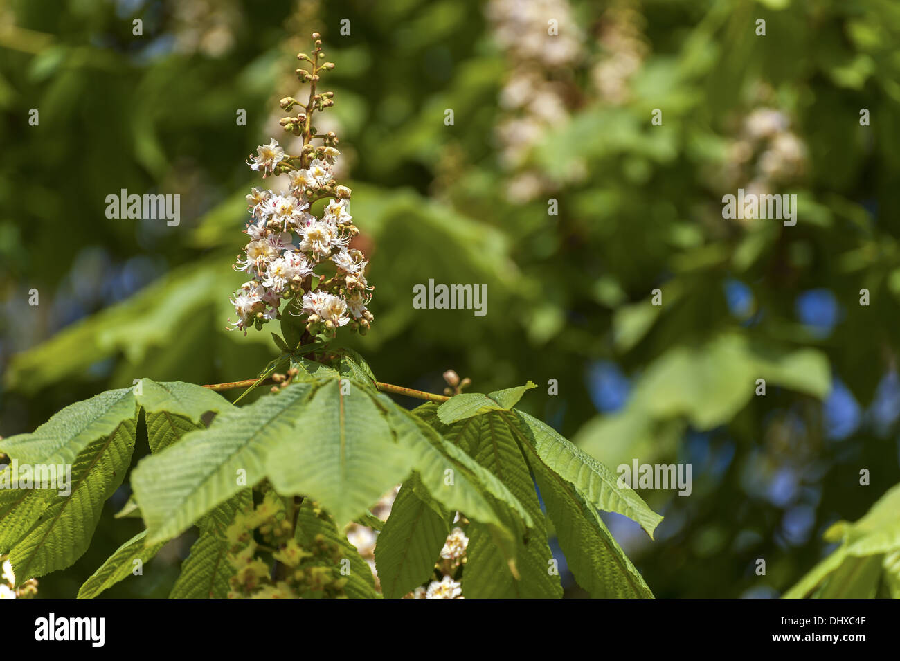 Chestnut flower hi-res stock photography and images - Alamy