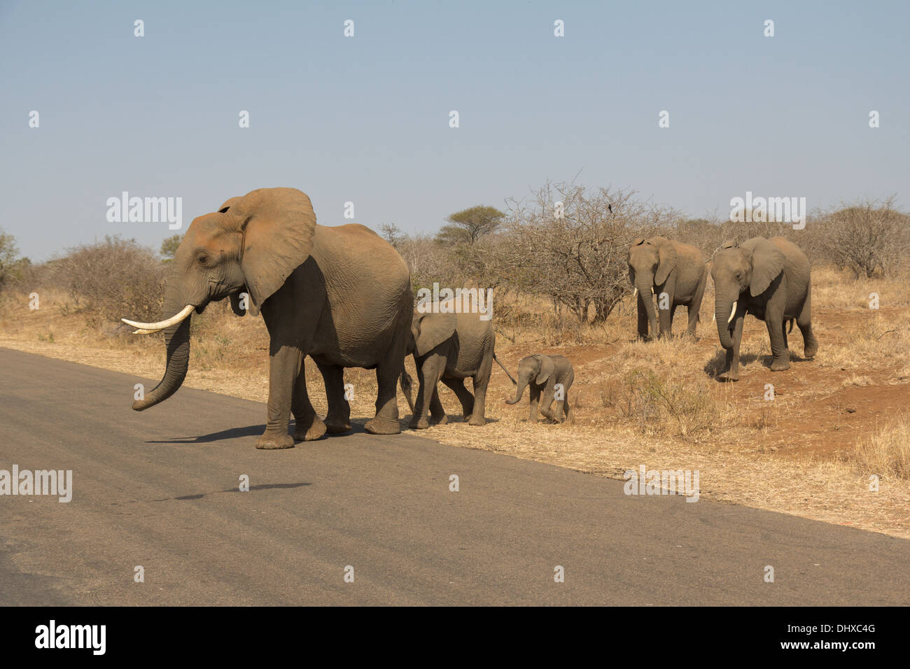 Elephant matriarch hi-res stock photography and images - Alamy