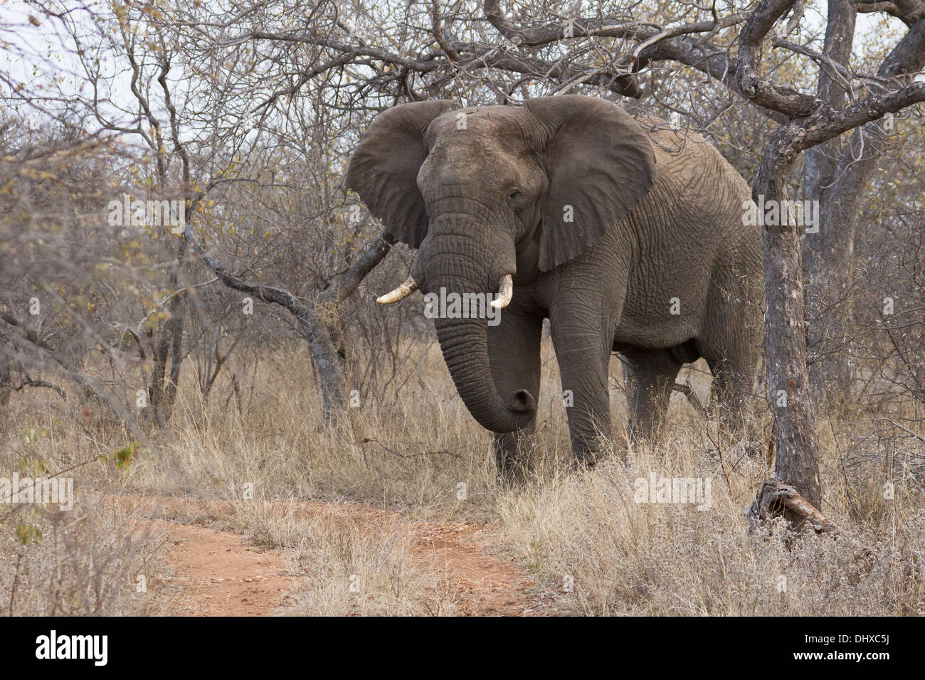 elephant in the bush Stock Photo - Alamy