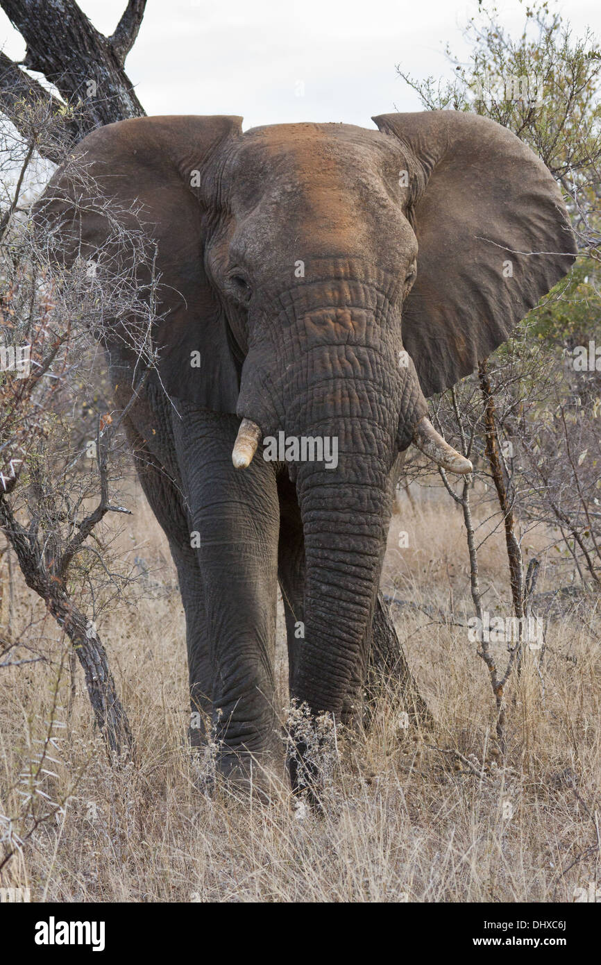 Bull elephant in the bush Stock Photo - Alamy