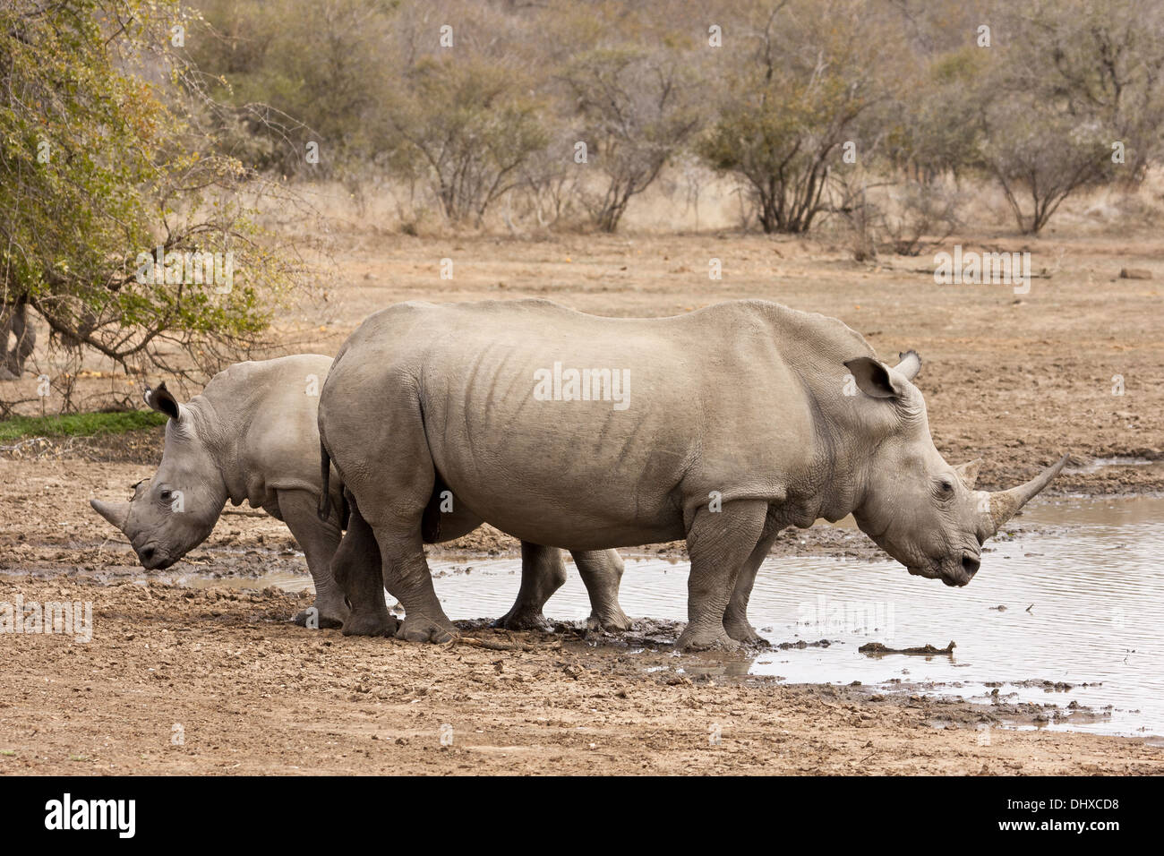 Rhino Elephant Hybrid