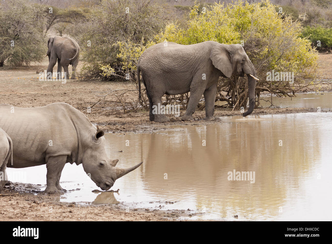Elephant Vs Rhinoceros