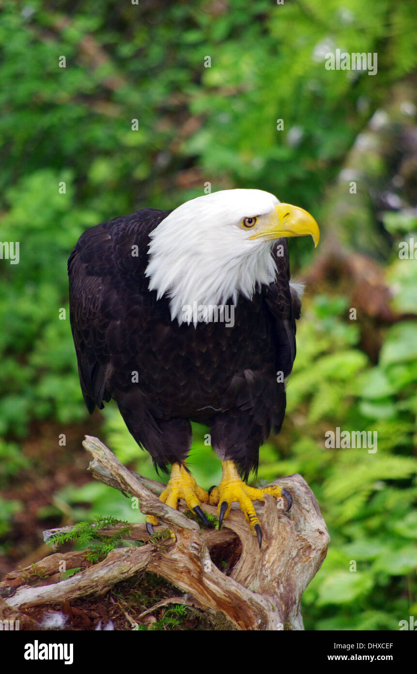 Echter adler hi-res stock photography and images - Alamy