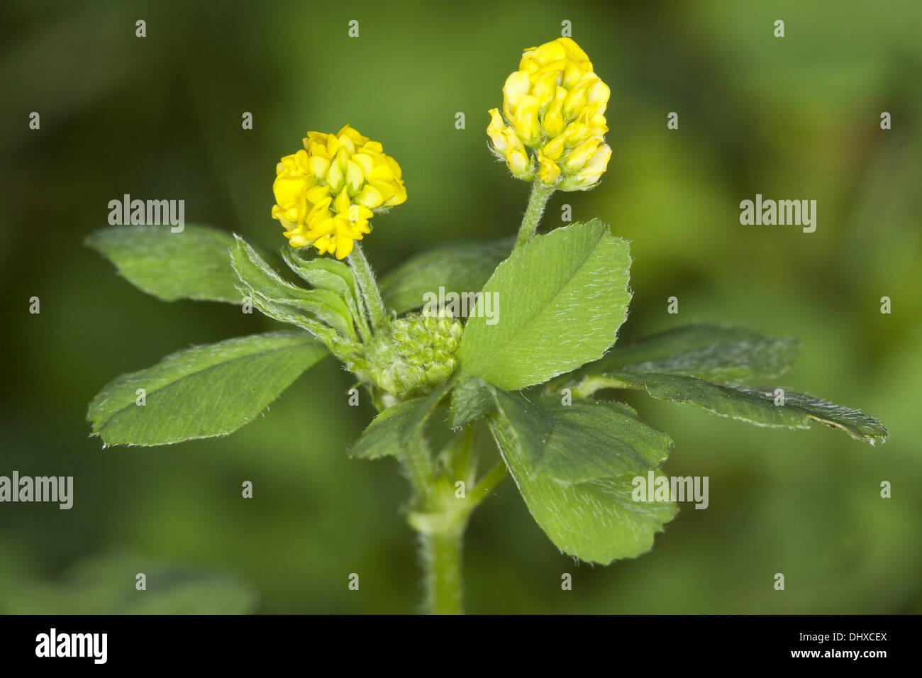 Lesser Hop Trefoil, Trifolium dubium Stock Photo - Alamy