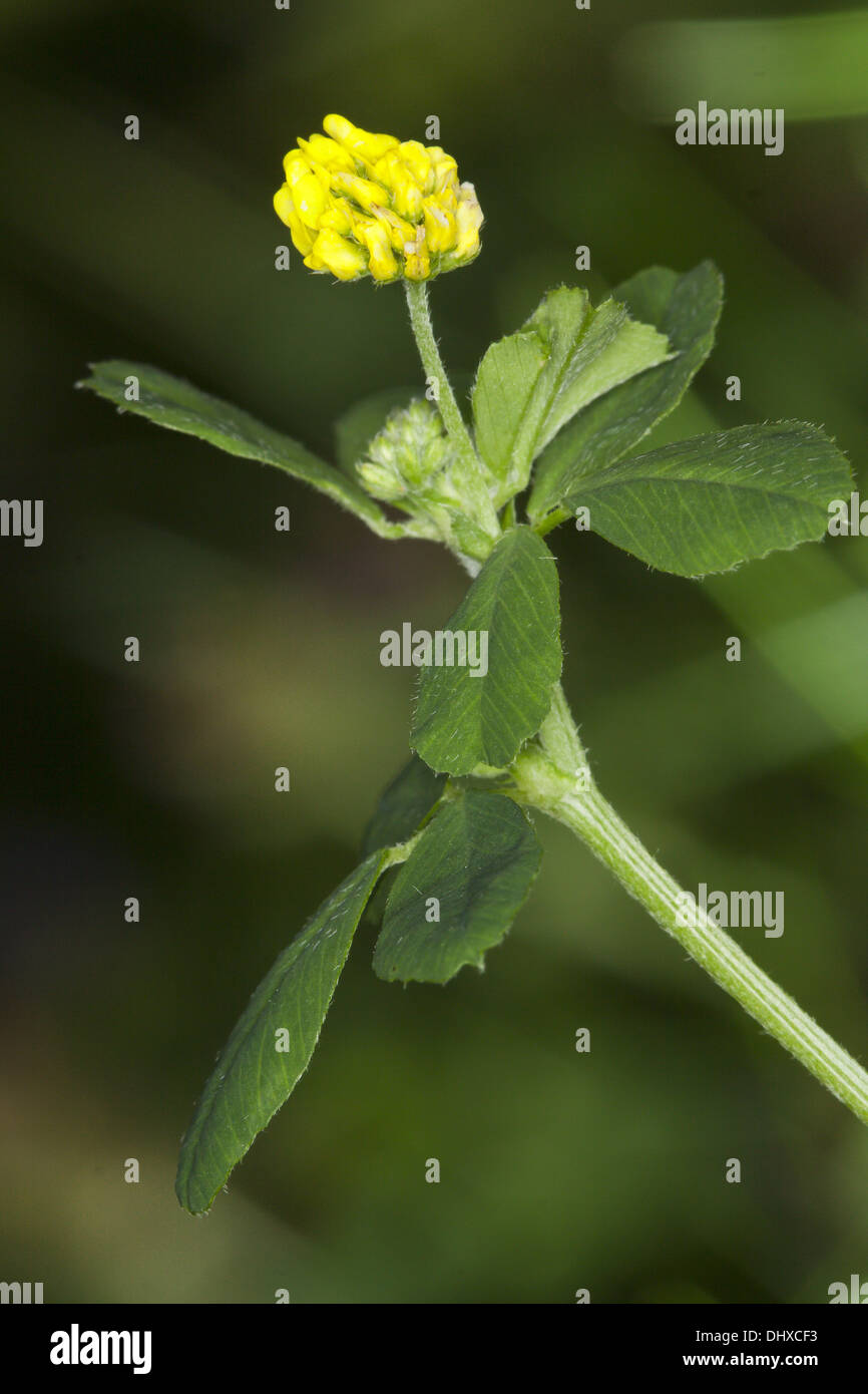 Lesser Hop Trefoil, Trifolium dubium Stock Photo - Alamy